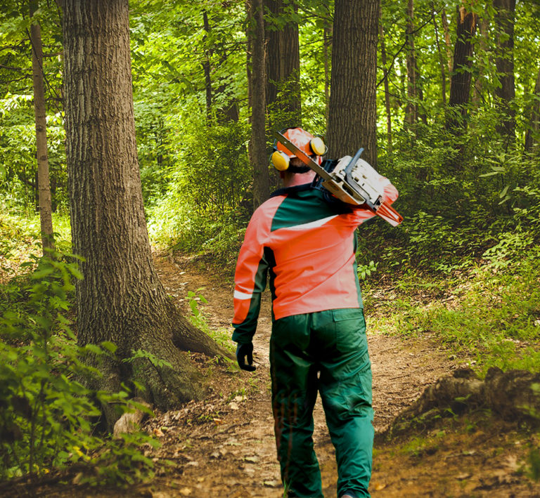 Selective vs. Clearcutting - AJ Logging