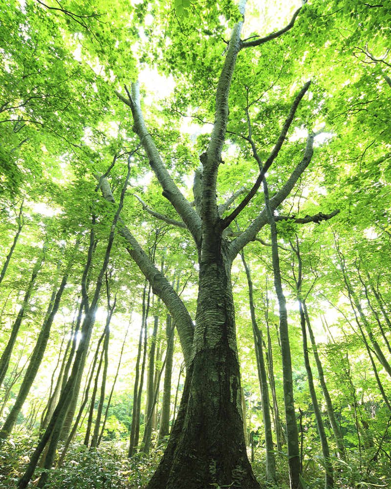 Benefits of Selective Logging - AJ Logging