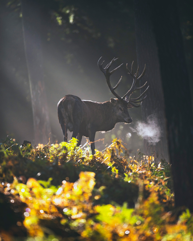 Benefits of Selective Logging - AJ Logging