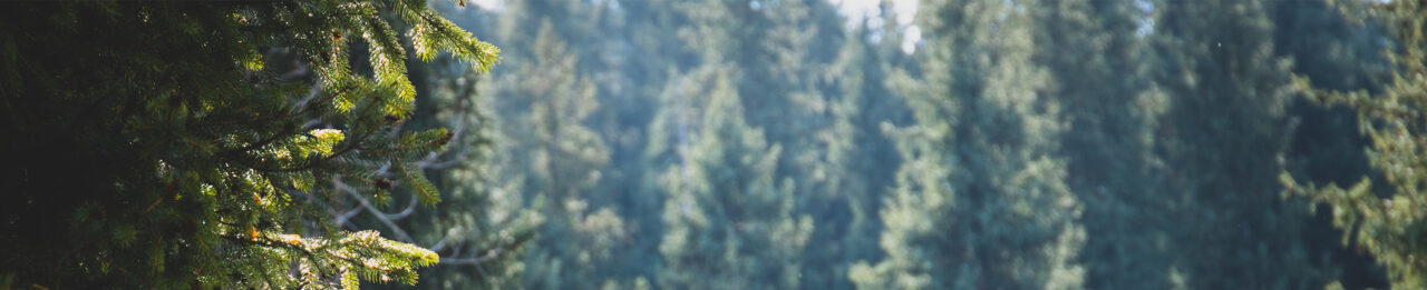 Benefits of Selective Logging - AJ Logging