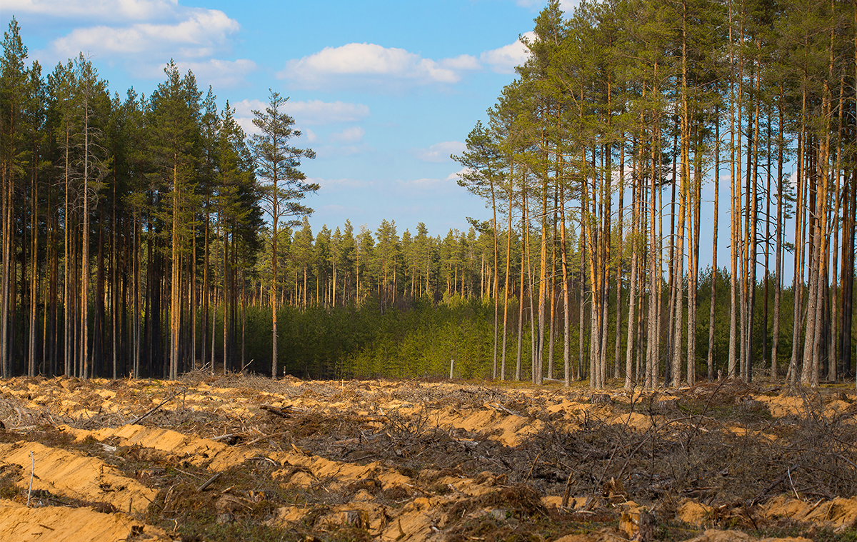 Benefits of Selective Logging - AJ Logging