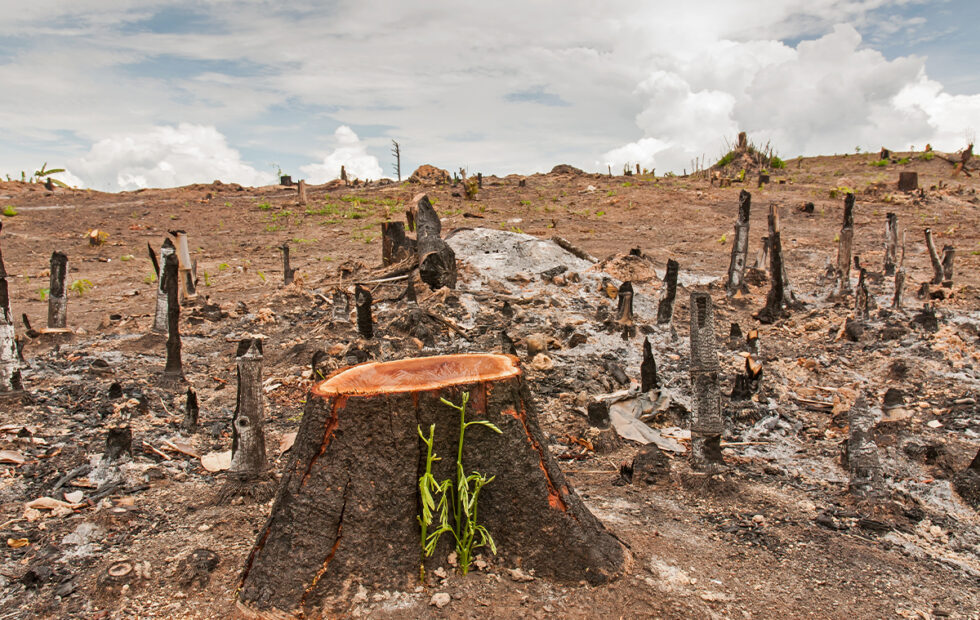 Benefits of Selective Logging - AJ Logging