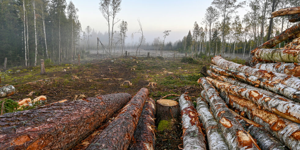 Selective vs. Clearcutting - AJ Logging