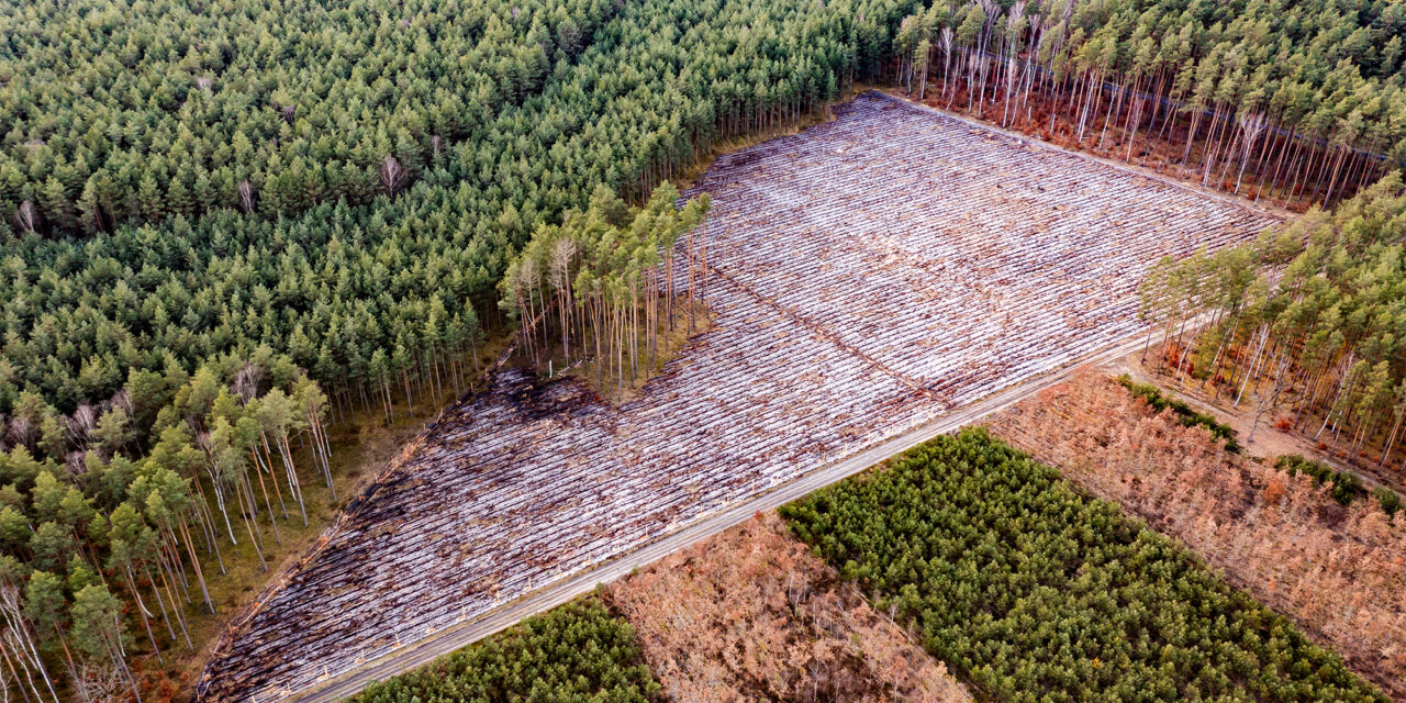Selective vs. Clearcutting - AJ Logging