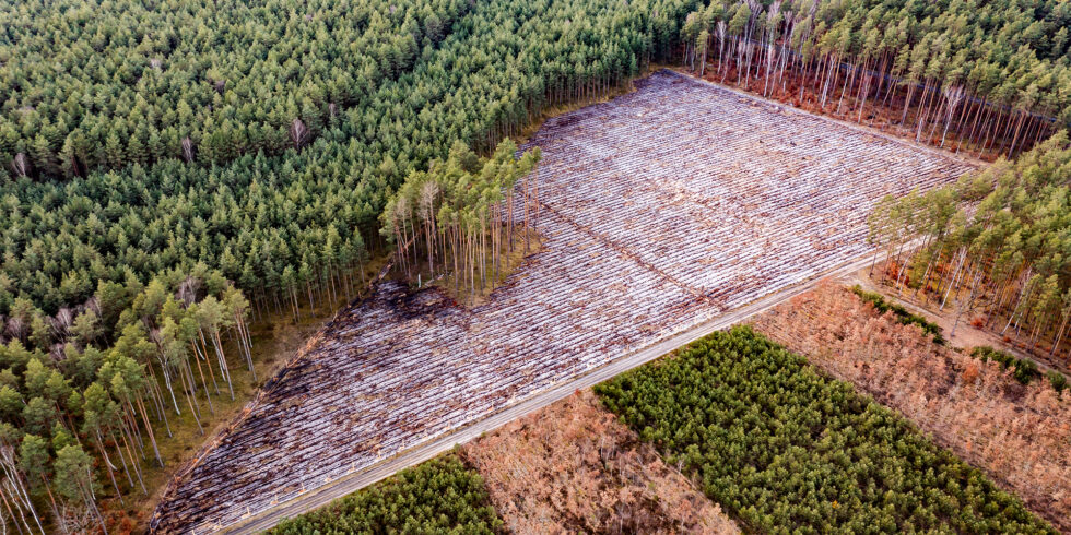 Selective vs. Clearcutting - AJ Logging