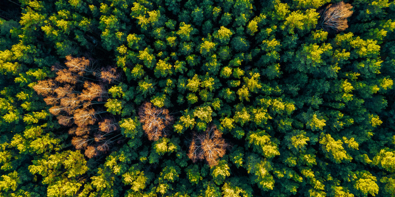 Selective vs. Clearcutting - AJ Logging