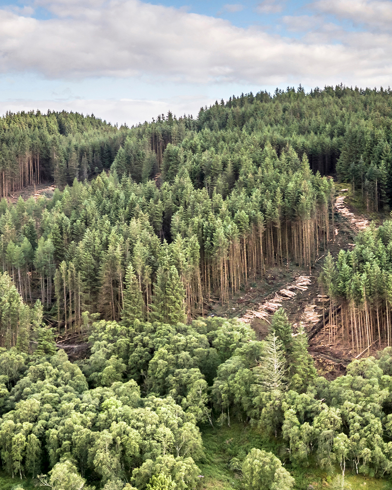 Selective vs. Clearcutting - AJ Logging
